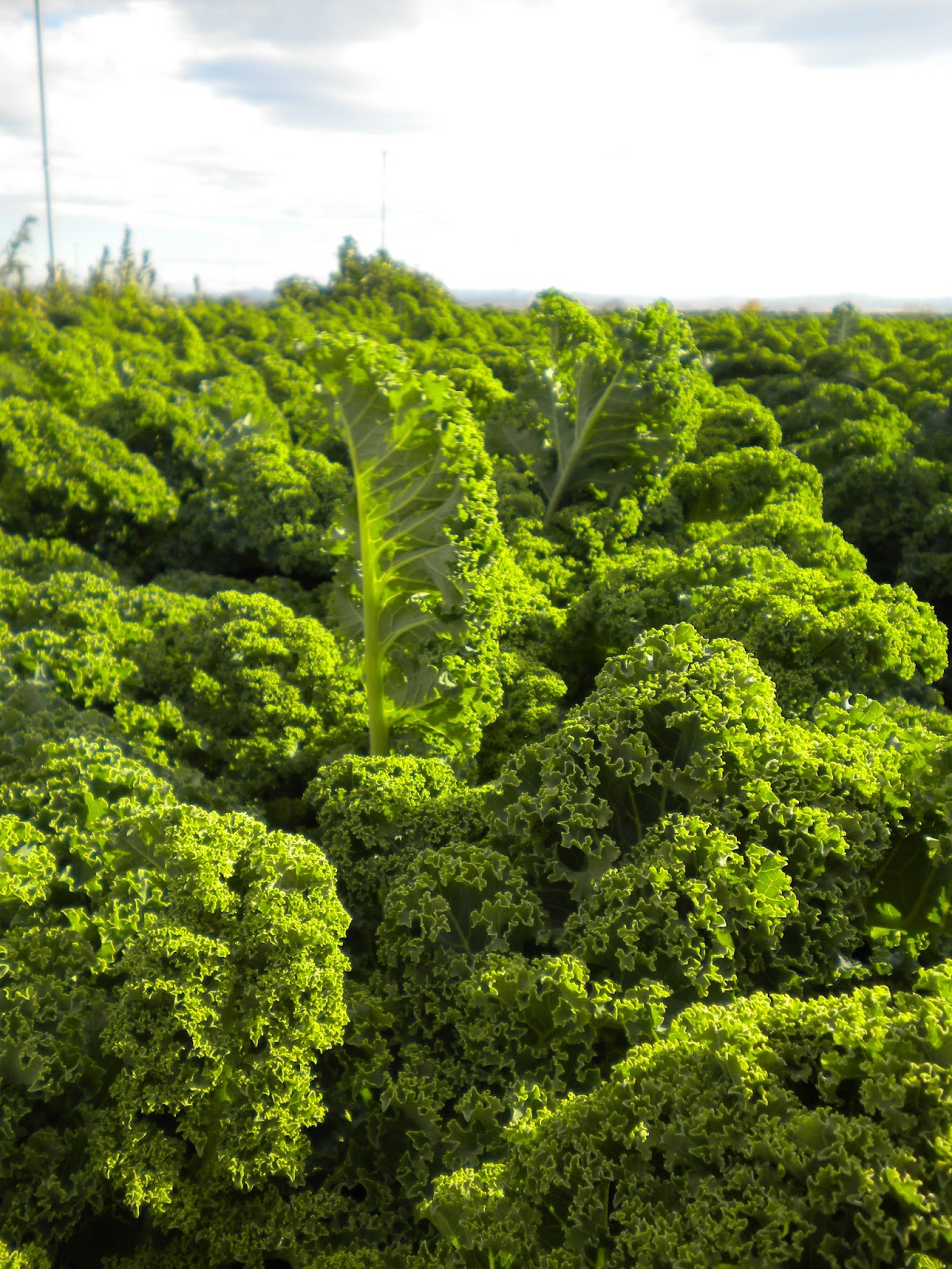 Agrícola Campos del Norte S.L.: BENEFICIOS DE LA COL CRESPA