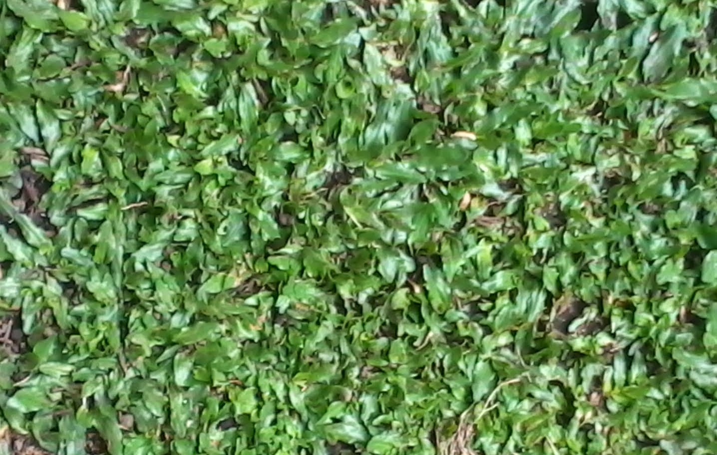 cara menanam rumput gajah mini ~ Arya Flower Landscape