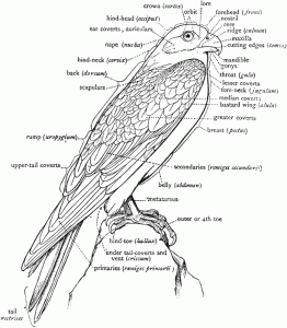Diagram parts and Nomenclature of the Bird Topography ~ Article ...
