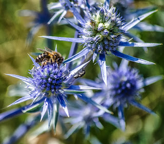 FOTOGRAFIA Y FILATELIA II: EL CARDO AZUL
