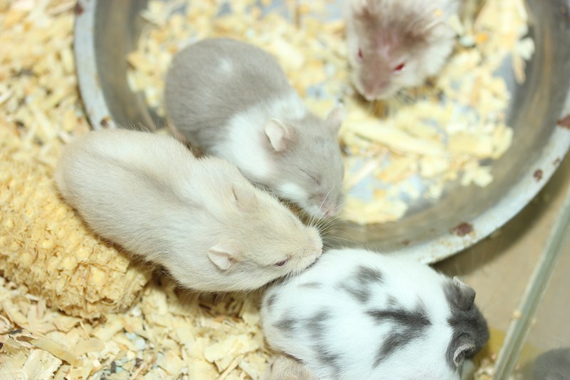 Campbell Platinum Argente ( Hamster Gallery )