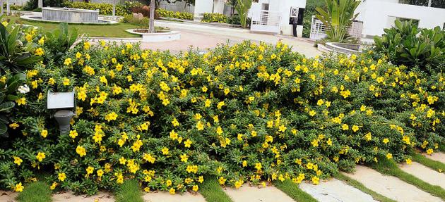 Viveiro Ciprest - Plantas Nativas e Exóticas: Alamanda Amarela Anã ...