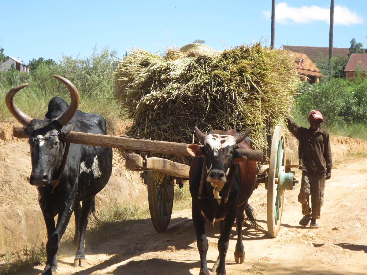 Le zébu , une richesse ancestral des Malagasy