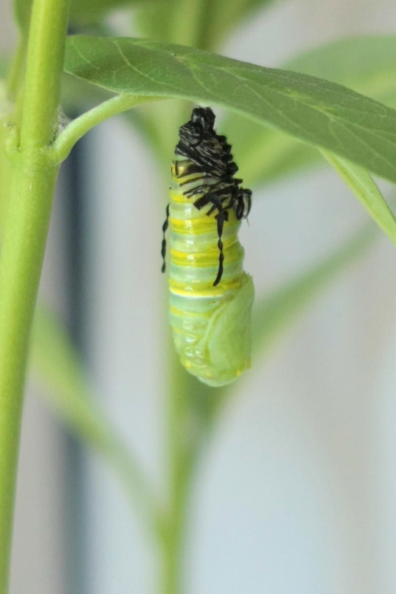 This Journey: Callapitters