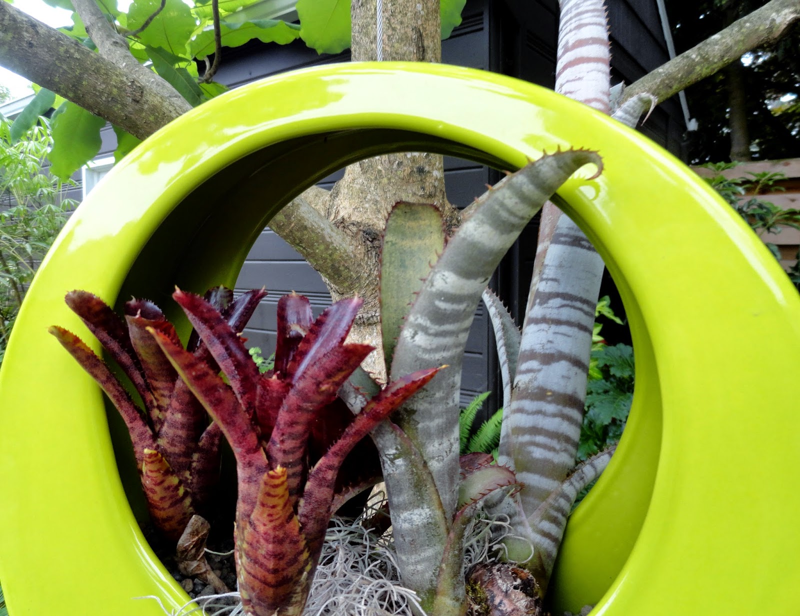 danger garden: My chartreuse circle pot...