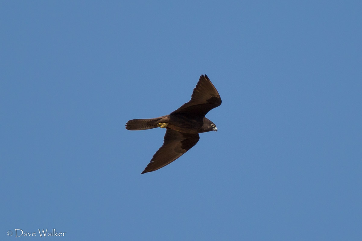 Cyprus Birds and Nature: Eleonora's Falcon