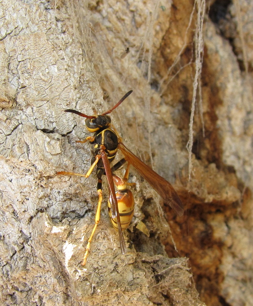 Paper Wasp