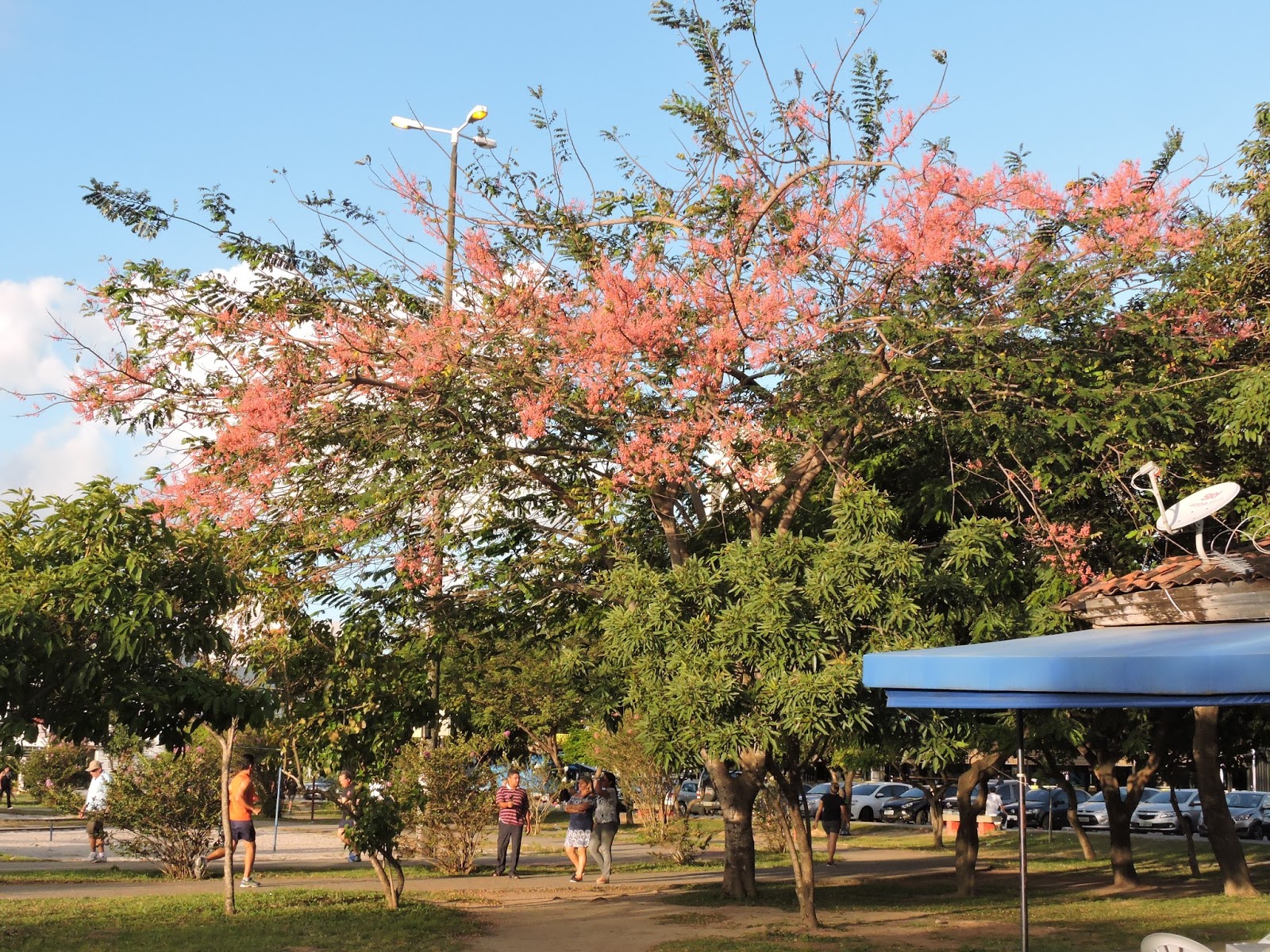 Fabaceae - Leguminosae no Brasil: Fabaceae - Cassia grandis L. f ...