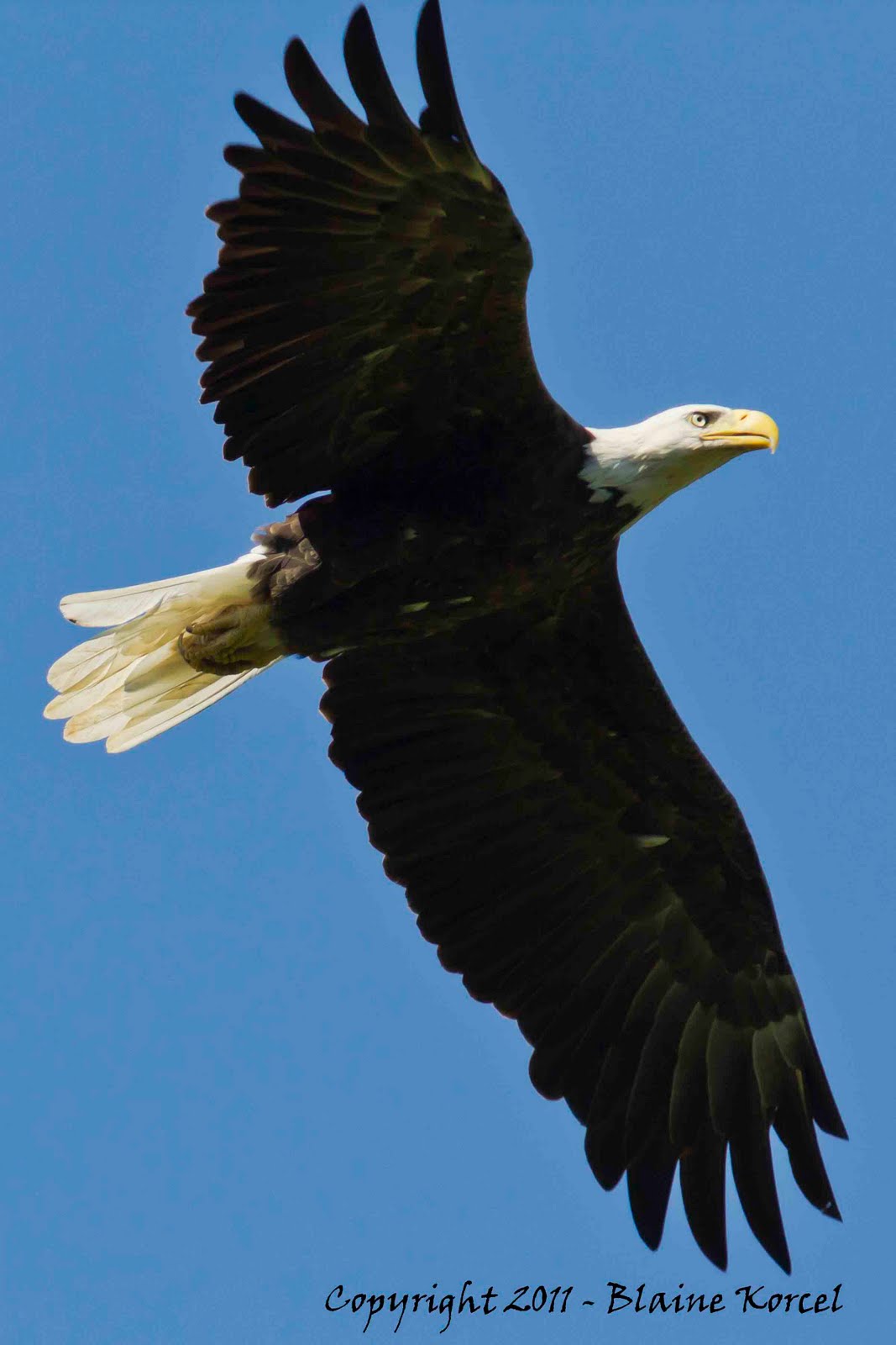Virginia Life: A Bald Eagle at Lake Accotink in Springfield, VA
