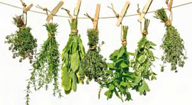 Las sorprendente 15 mejores hierbas medicinales y sus usos.! Mira como ...