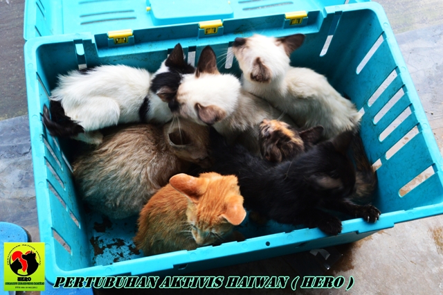 Kucing Dari Pusat Kurungan Haiwan DBKL Bakal Mendapat Kehidupan Yang Baru