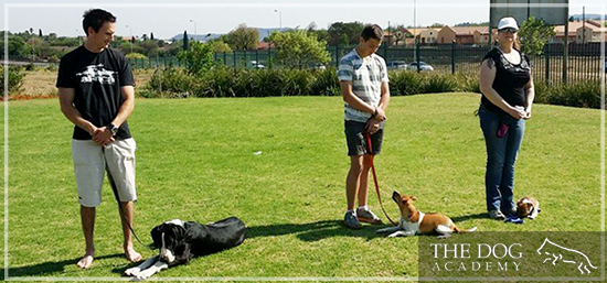 Gallery ~ The Dog Academy