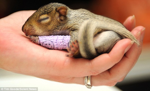 The animal zone: Hands up if you’re cute! Baby squirrel bandaged after ...