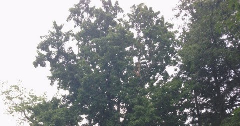 BLOBBY'S BLOG: Rootless Tree