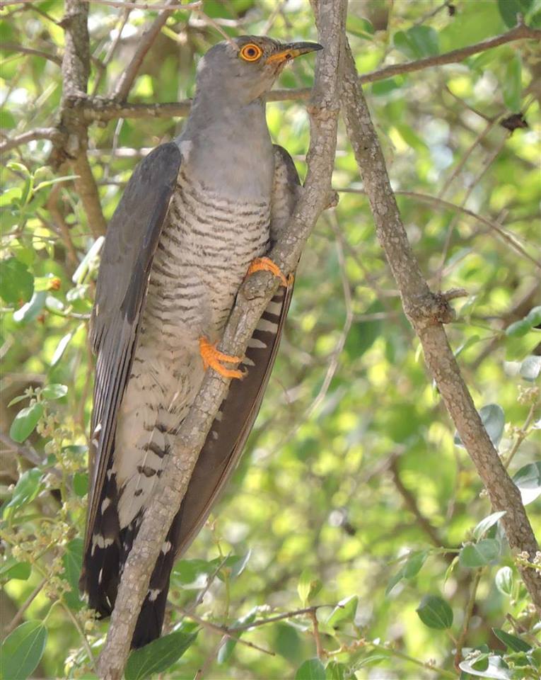 Three Cuckoos In One Tree | Focusing on Wildlife