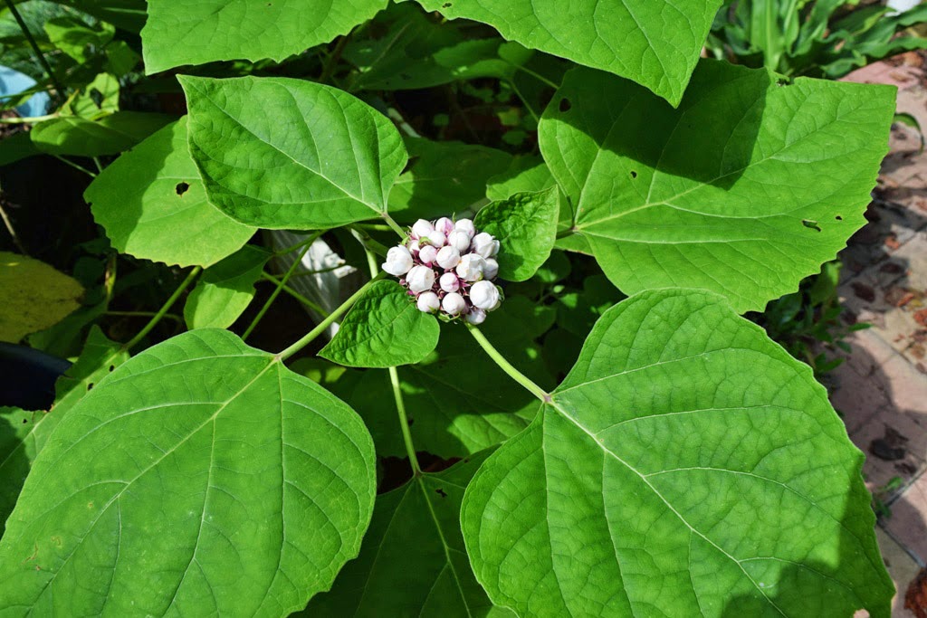 MARIETTE'S BACK TO BASICS: {Clerodendrum Philippinum - Cashmere Bouquet}