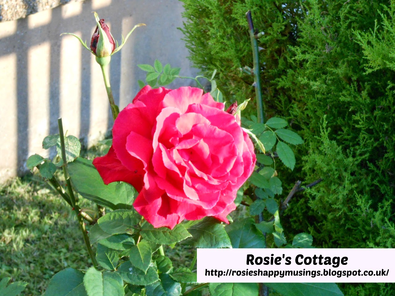 Rosie's Cottage: Rosie's Rose Garden In Bloom & Free Printables!