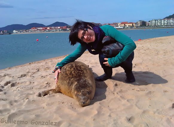 Marismas de Santoña: Foca moteada en el Puntal de Laredo