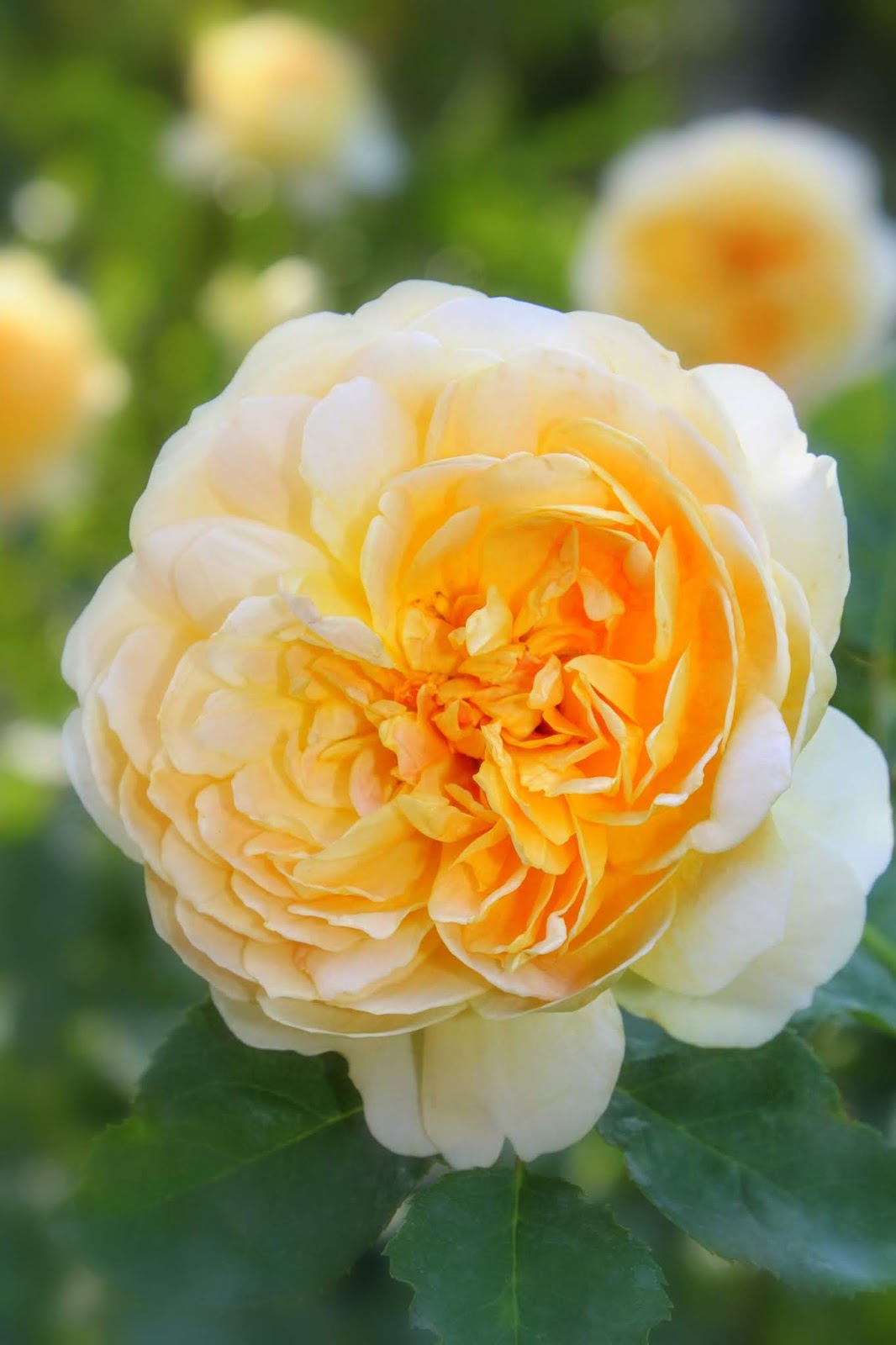 Widow's Endorphins: David Austin, The Godfather of the English Rose