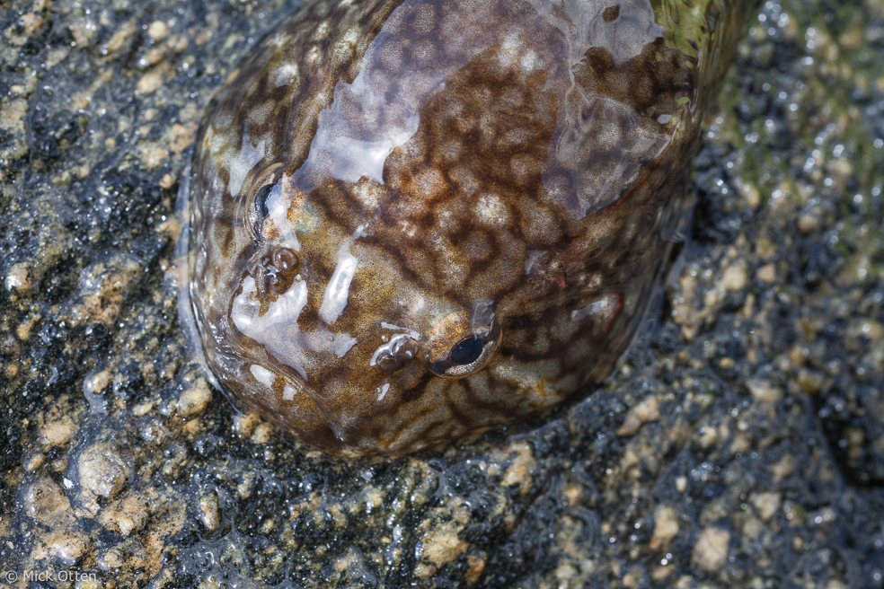 Mick's marine biology: October 2013