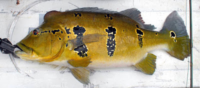 Mania de Aquário: Tucunaré (Peacock bass, Cichla sp.)