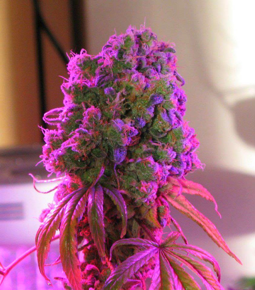 smokeeverytimeandeverywhere: marjiuana