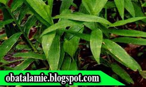 Obat Alami Asma Manfaat Bangle | Putune Wonoderyo