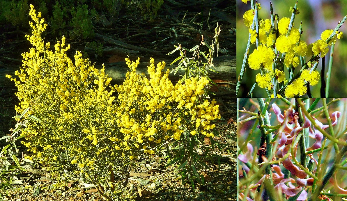 Nature of Lincoln Cove: wattles