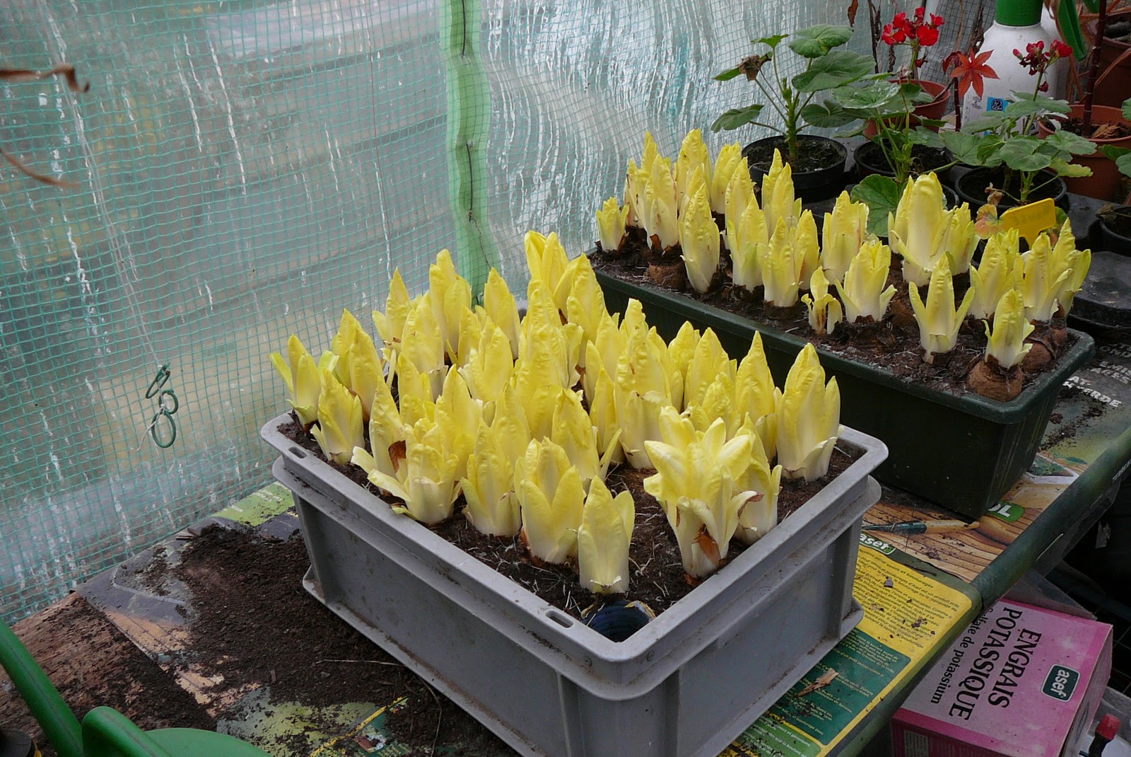 Les Jardins du Laveu: Notre culture de chicons