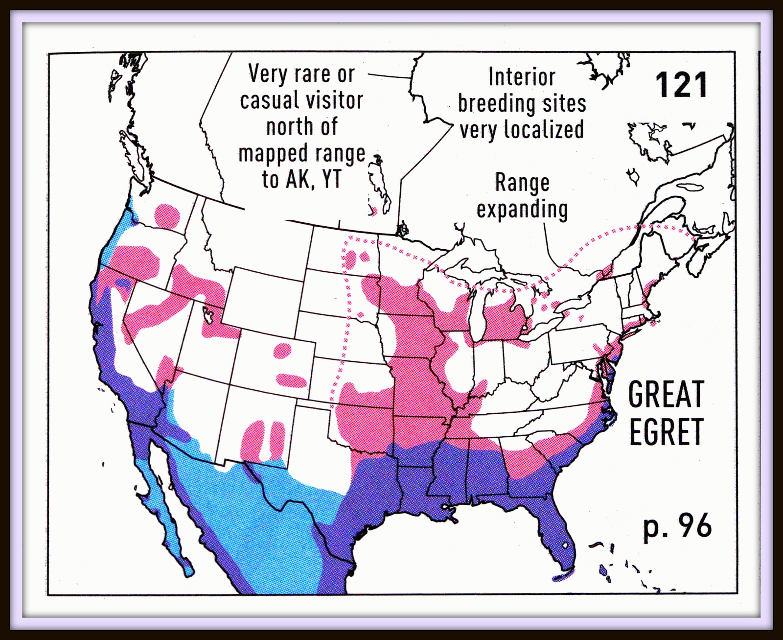Walk With Father Nature: Great Egret