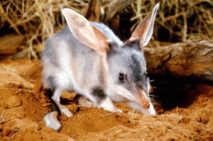 Clancy Tucker's Blog: 5 December 2017 - FACTS ABOUT THE GREATER BILBY