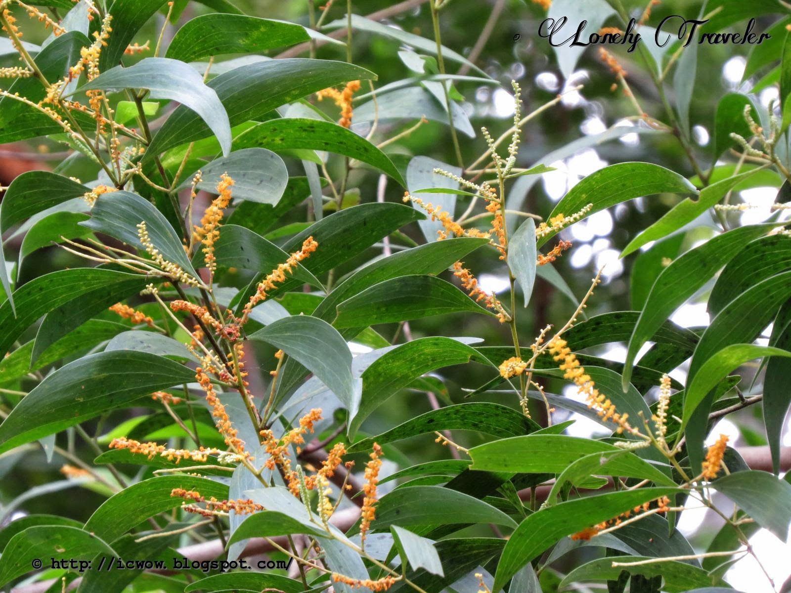 Acacia flower(আকাশমনি ফুল) - Acacia auriculiformis