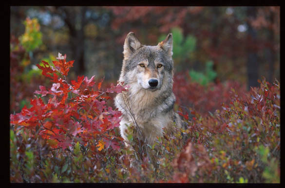 White Wolf : Breathtaking photos of wolves in the woods during the ...