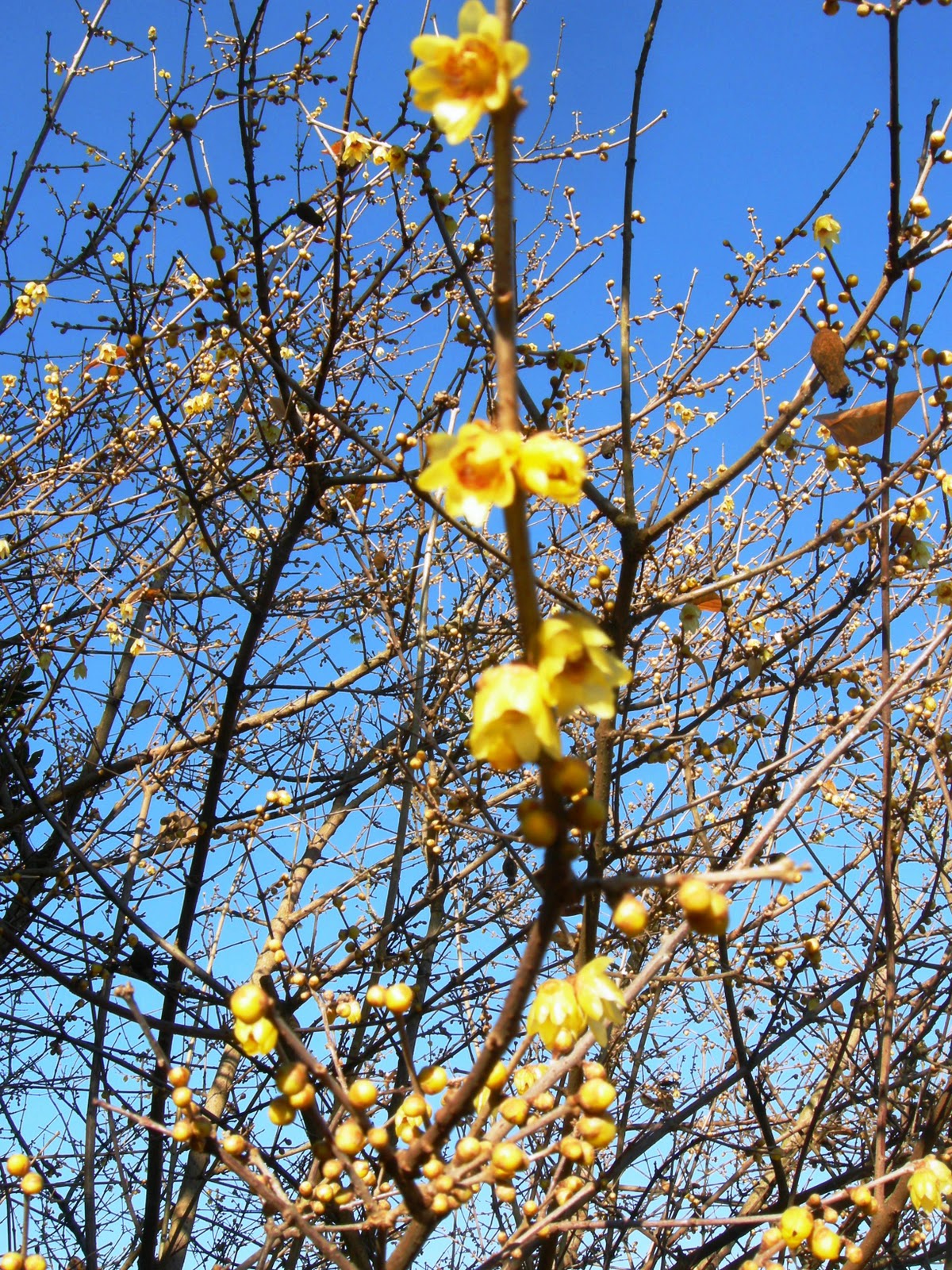 i dì protrar torpidi: Calicanto - fiori d'inverno