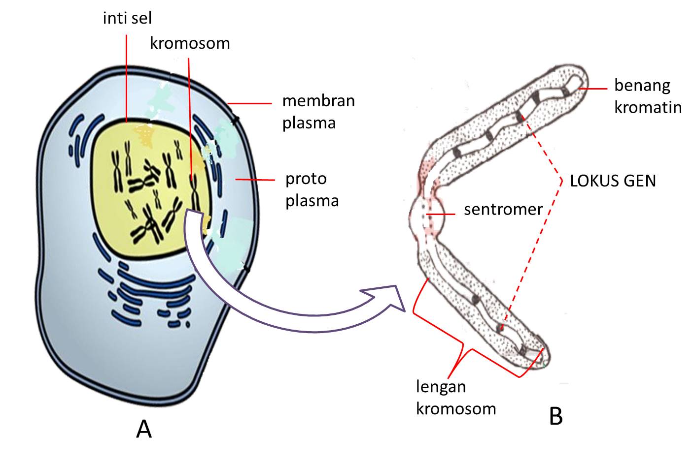 FAKTOR PENENTU SIFAT KETURUNAN