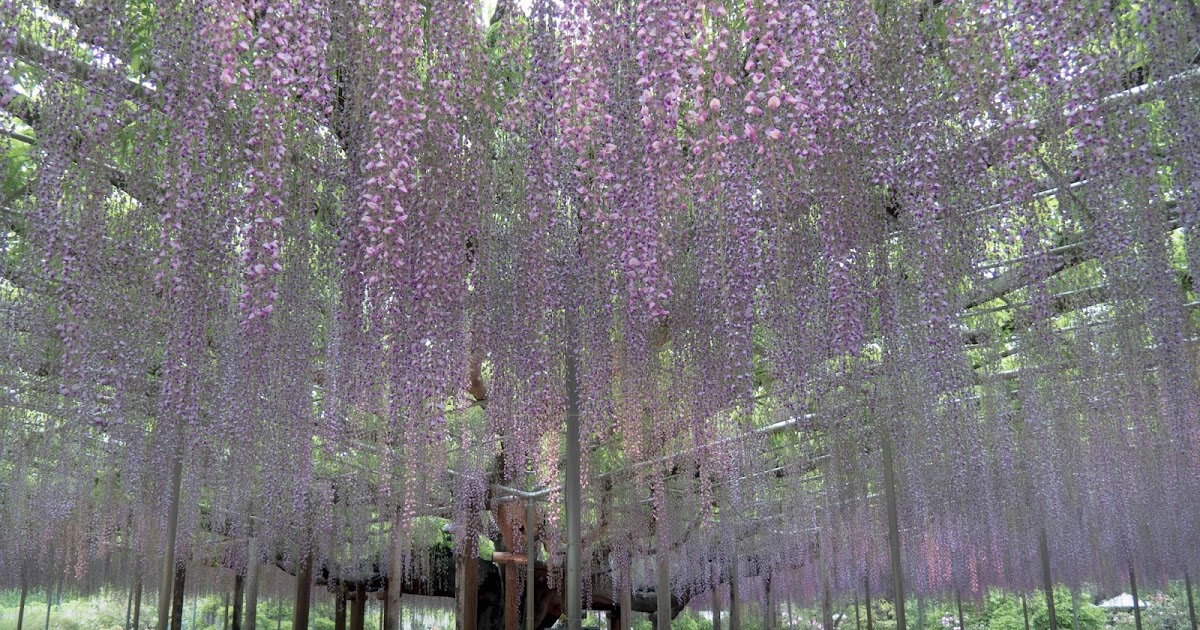 Counting sakura blossoms in the wind: The 150 Year Old Wisteria Tree ...