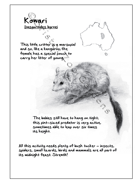 Diary of a zoo illustrator: Kowari and Sweep