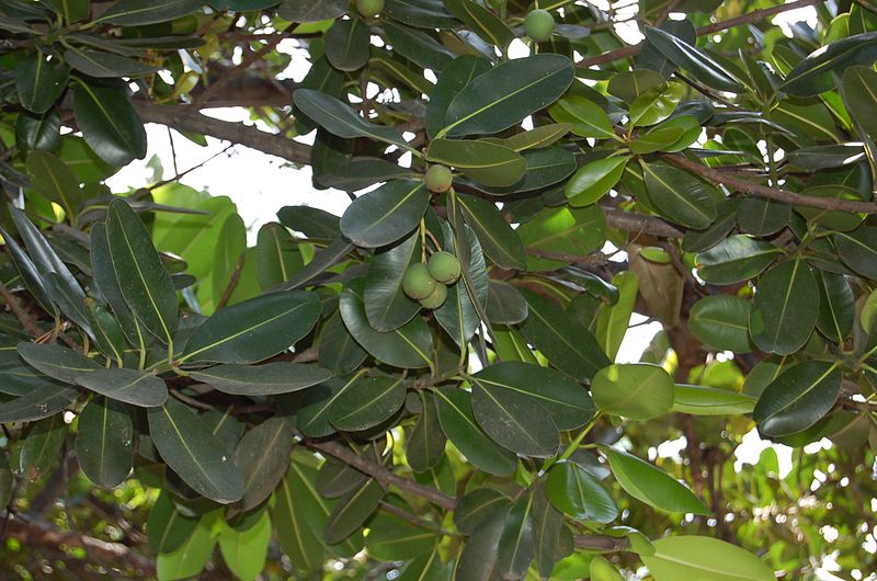 Trees in Kambaramayanam: புன்னை (calophyllum inophyllum)