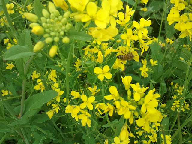Over bessen, fruit en bijen: Koolzaadhoning