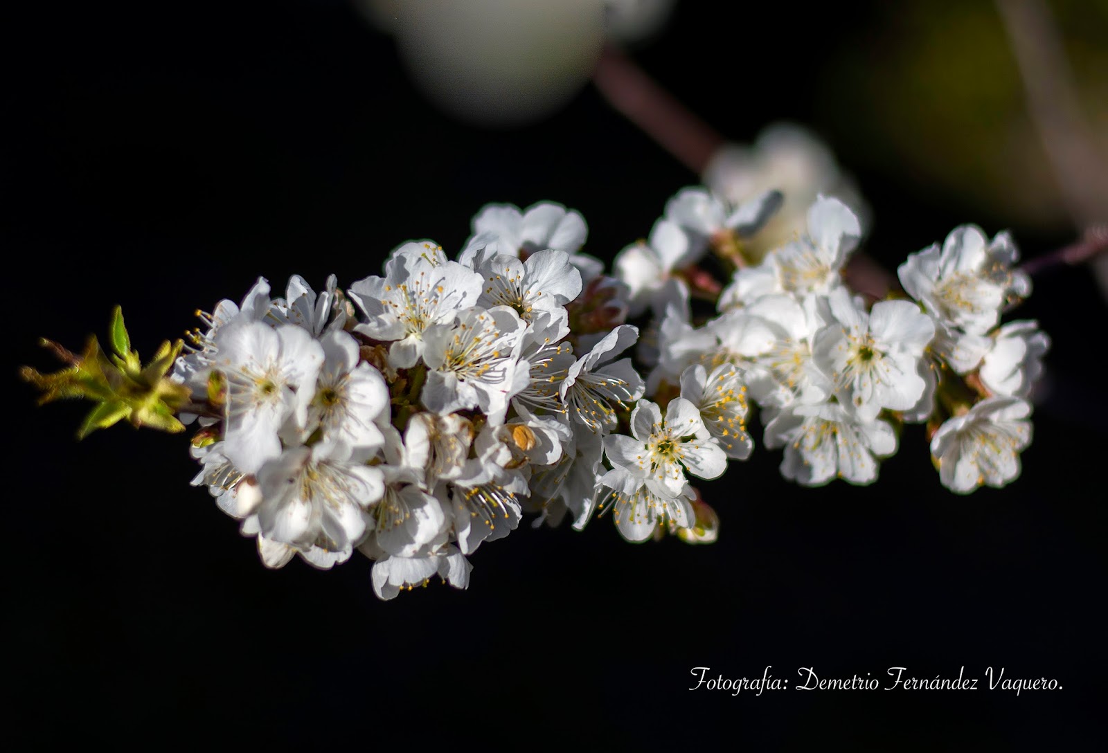 4 fotografías del cerezo en flor en Valle del Jerte (Cáceres ...