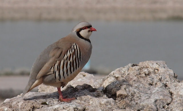 Birding Is Fun!: The Chubby Chukar