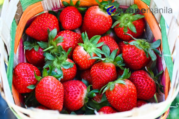 A Short Visit to the Strawberry Farm of La Trinidad, Benguet - Escape ...