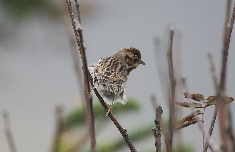 Rare & Scarce Birds In Britain