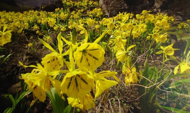 Lima la Única: La Flor de Amancaes en los Barrios Altos