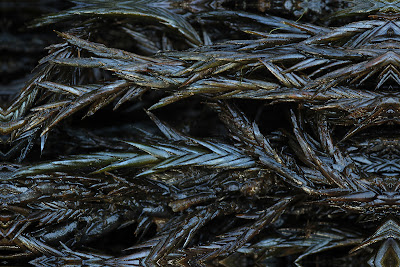 Gower Wildlife: Cwmdulais river mosses