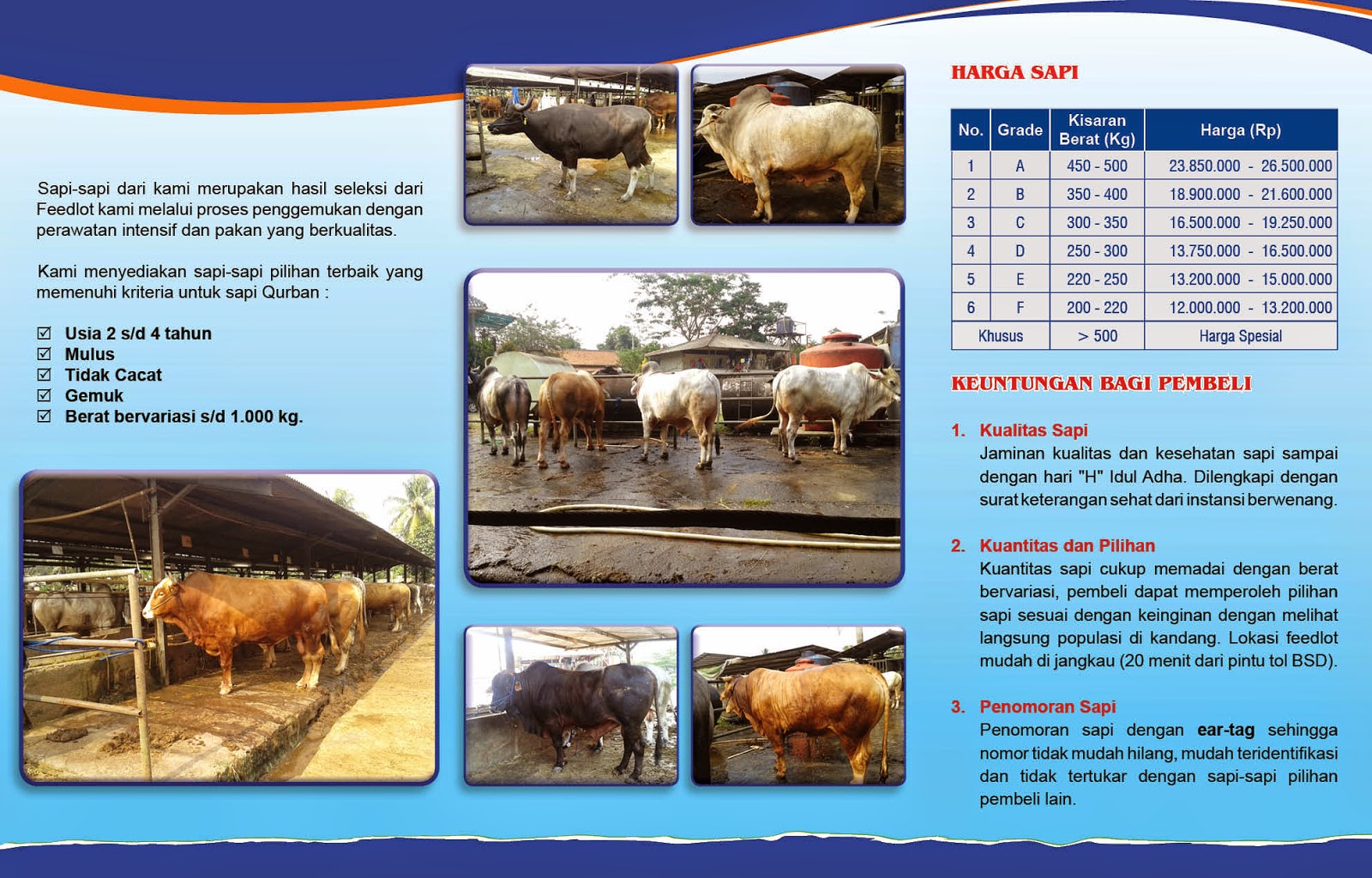 Harga Jual Sapi Kurban 2014 | Sapi Qurban