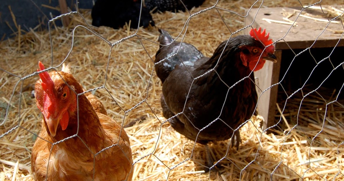 Andrew Barnes Lifestyle: ...not just for chickens