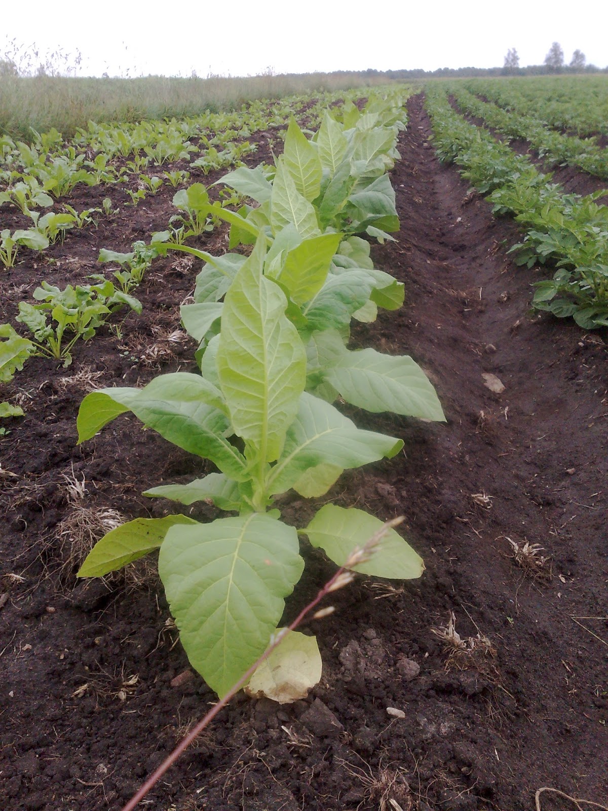 tabako - philippin news collections