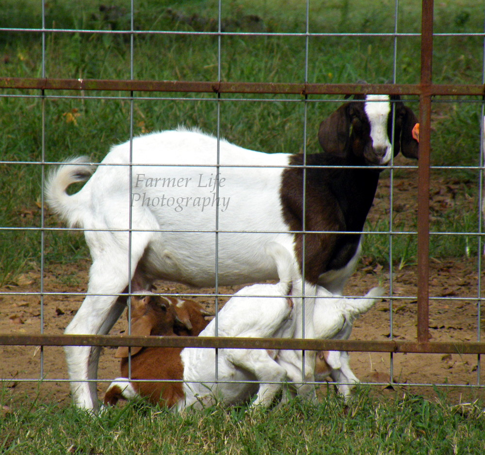 Living A Farmer's Life: Goat Graduation