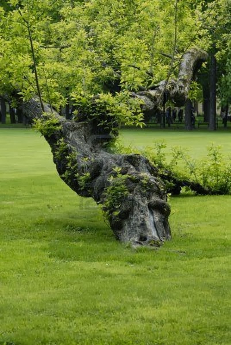 UNDER THE ROOT: ash tree identification and lore